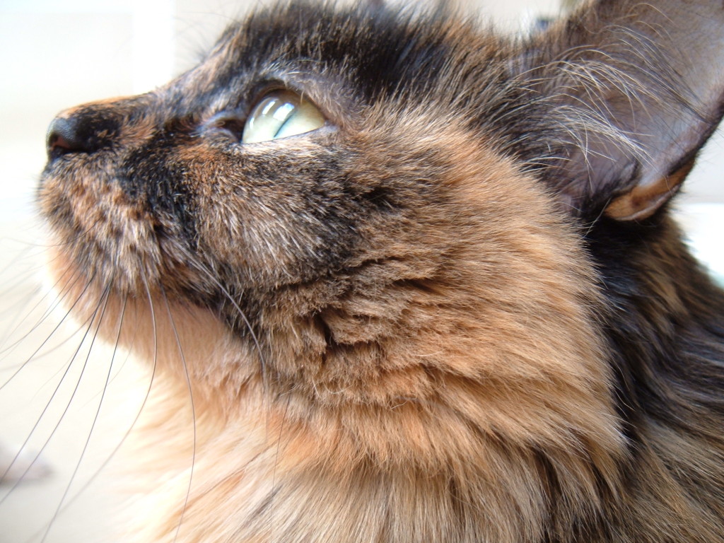 Tortoiseshell cats and kittens - your guide to Tortoiseshell cats