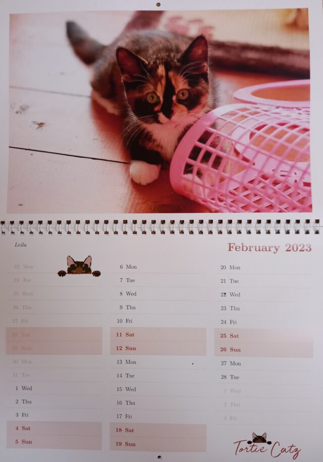 Tortoiseshell Cats Calendar 2023