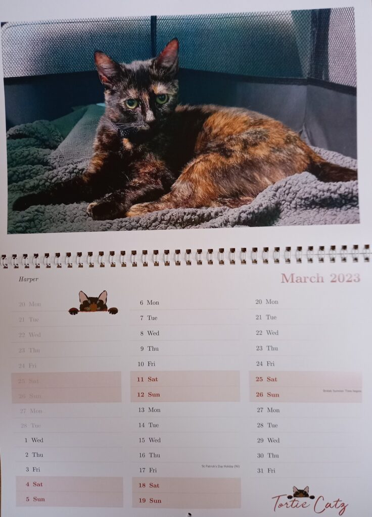 Tortoiseshell Cats Calendar 2023