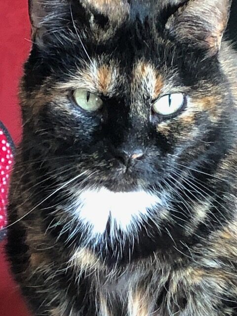 Tortoiseshell Cat Personality | Tortitude