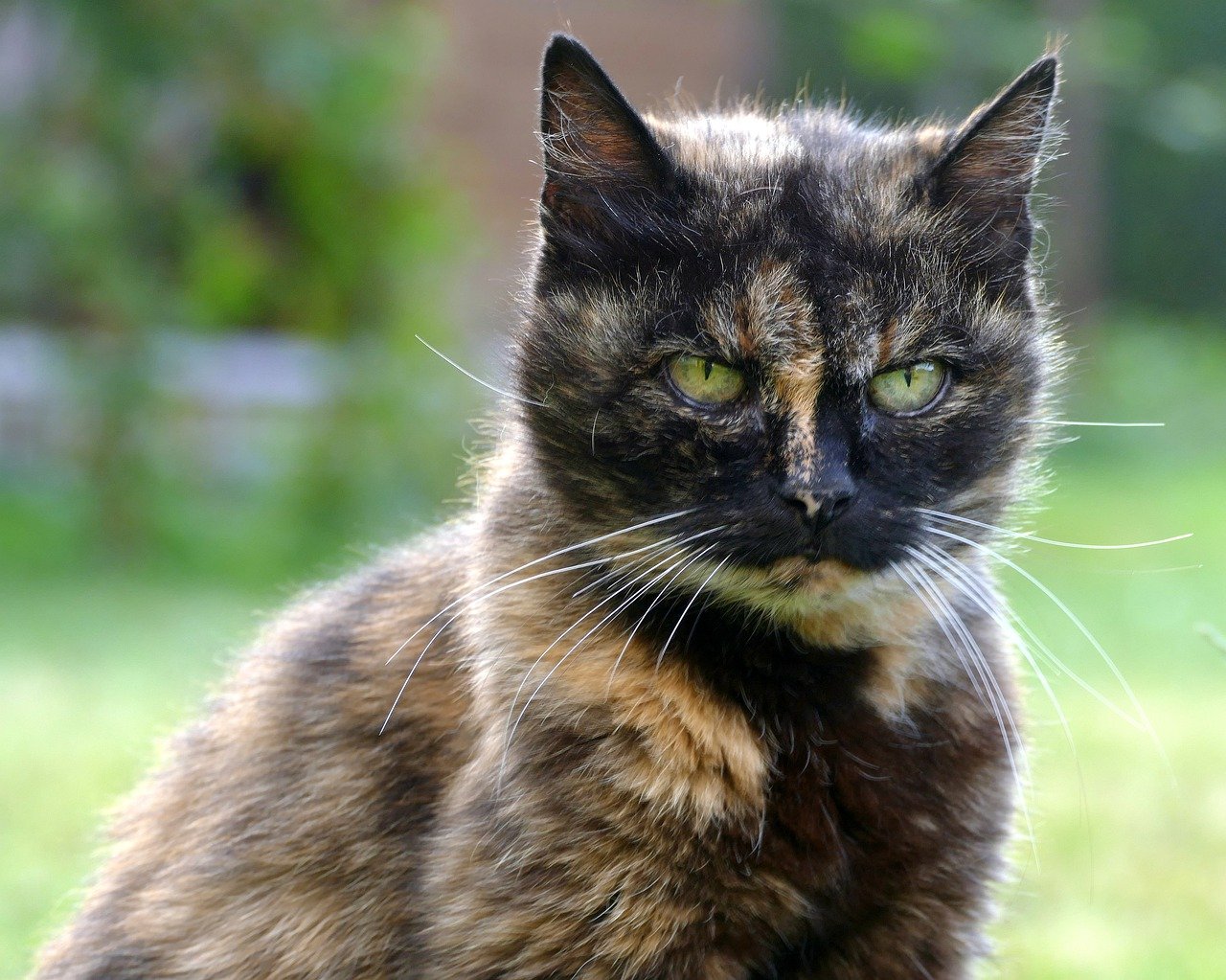 Tortoiseshell cats and kittens - your guide to Tortoiseshell cats
